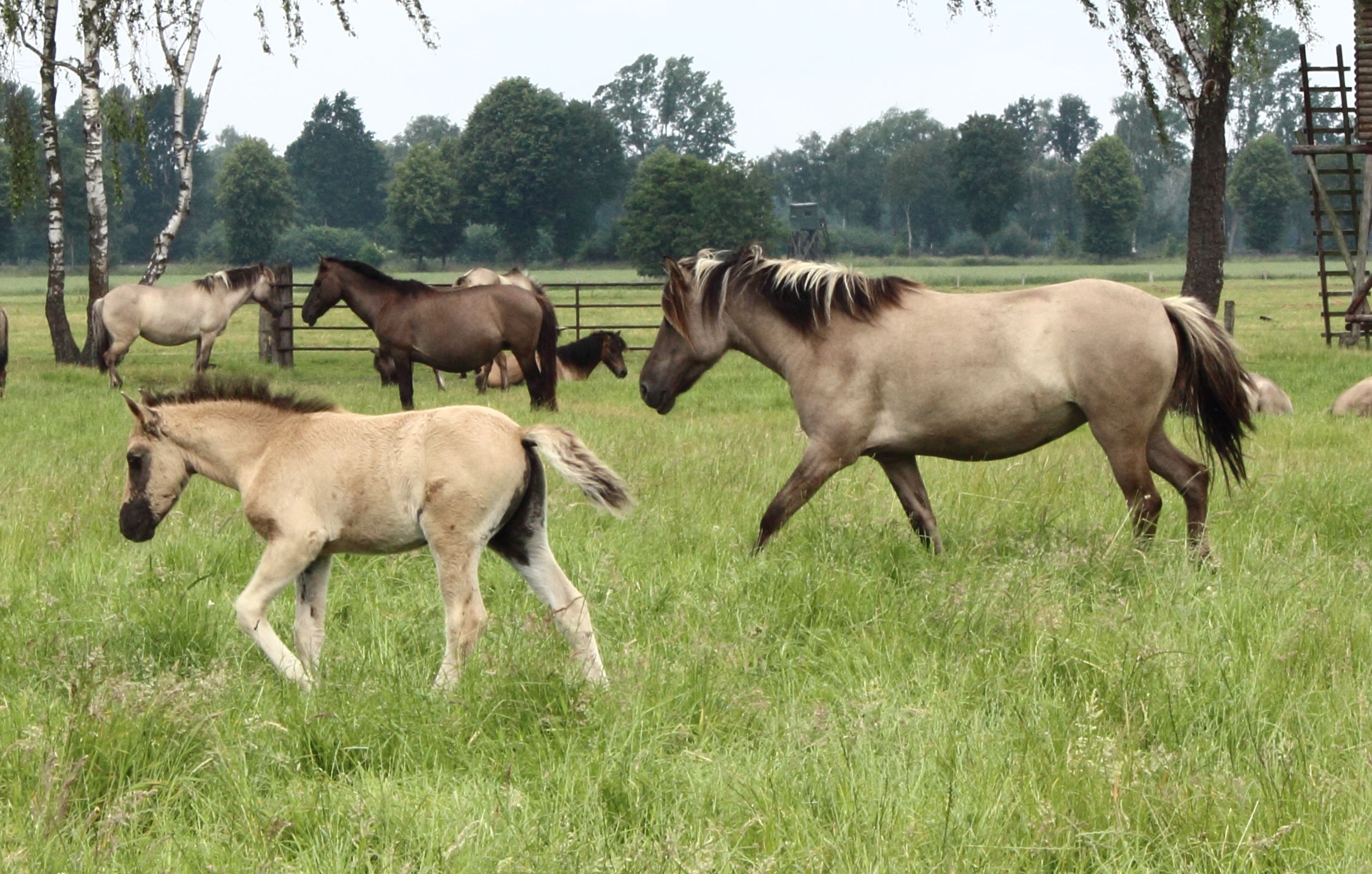 DÜLMENER WILDPFERDE – INMITTEN DER HERDE - Zauberhaftes Münsterland