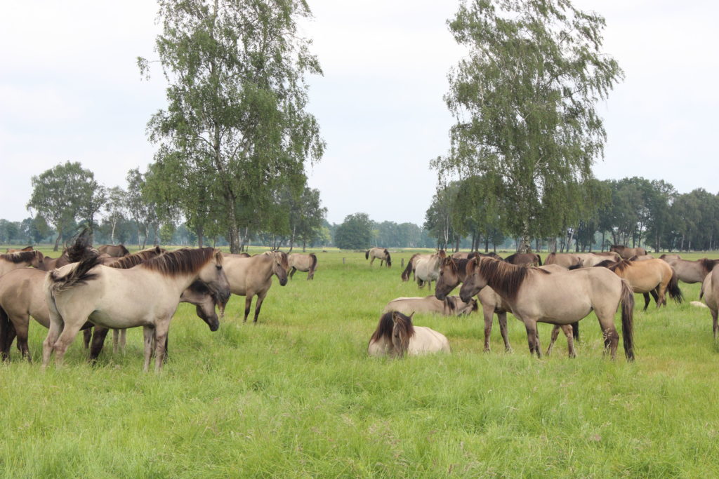 DÜLMENER WILDPFERDE – INMITTEN DER HERDE - Zauberhaftes Münsterland