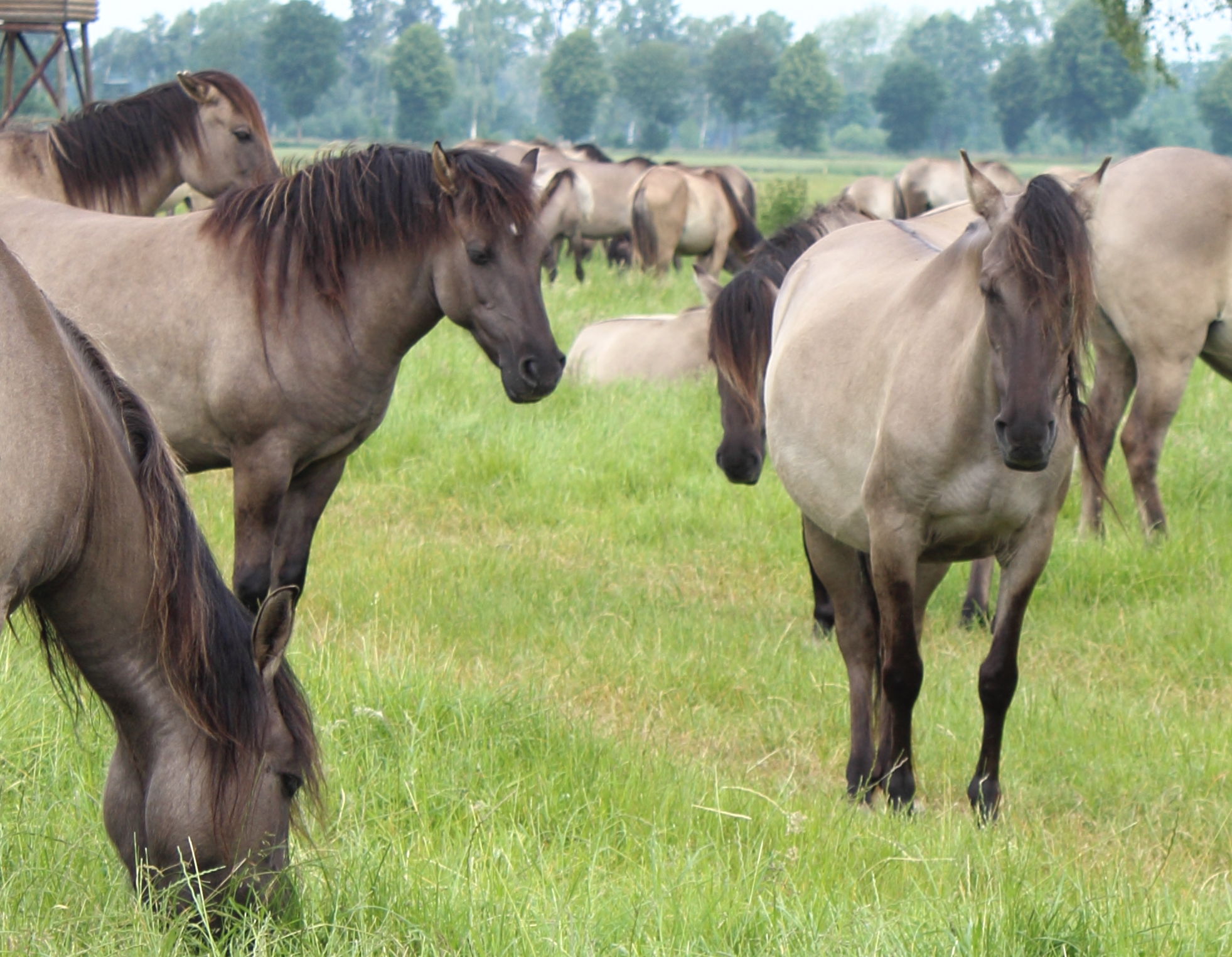 DÜLMENER WILDPFERDE – INMITTEN DER HERDE - Zauberhaftes Münsterland