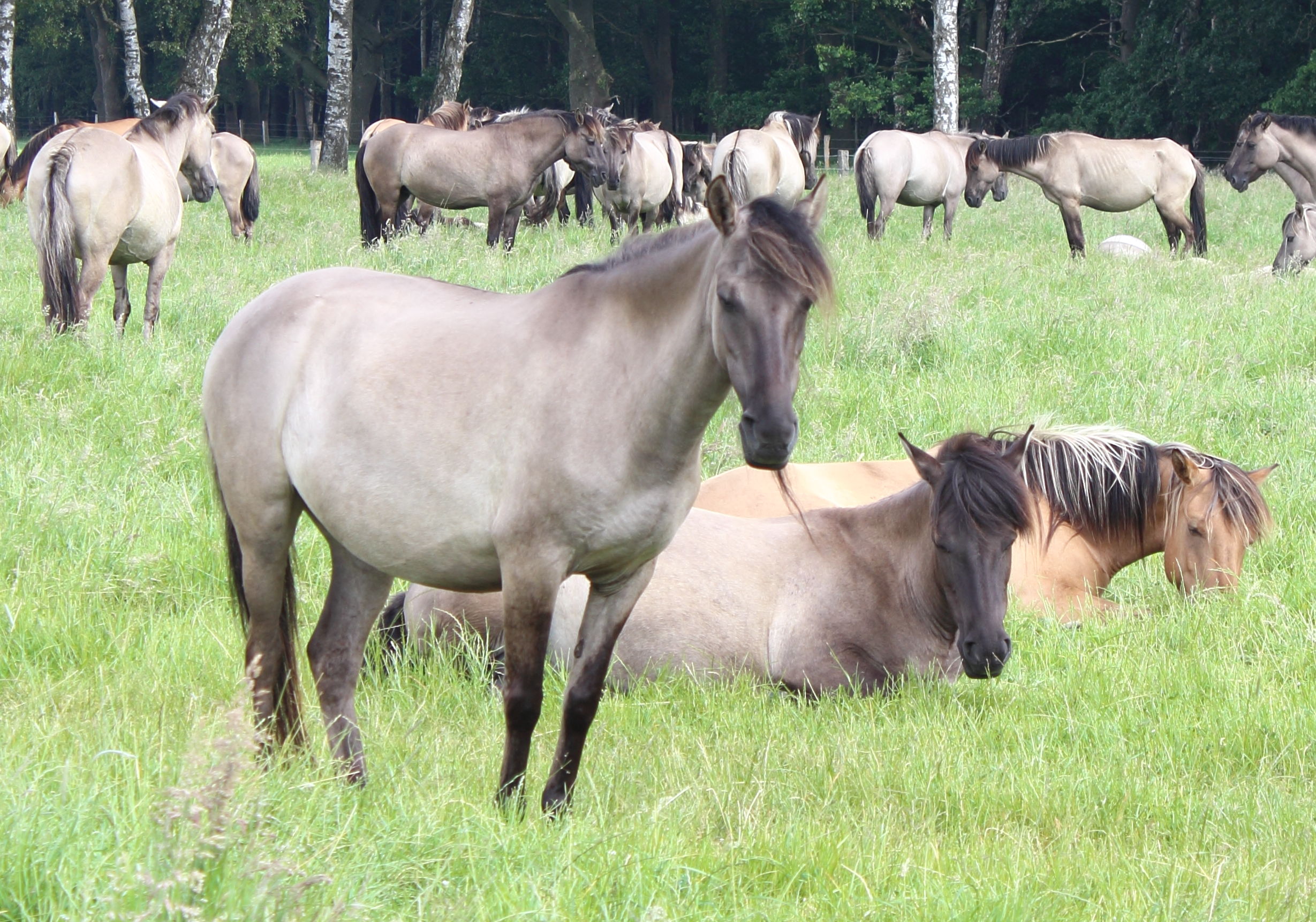 DÜLMENER WILDPFERDE – INMITTEN DER HERDE - Zauberhaftes Münsterland