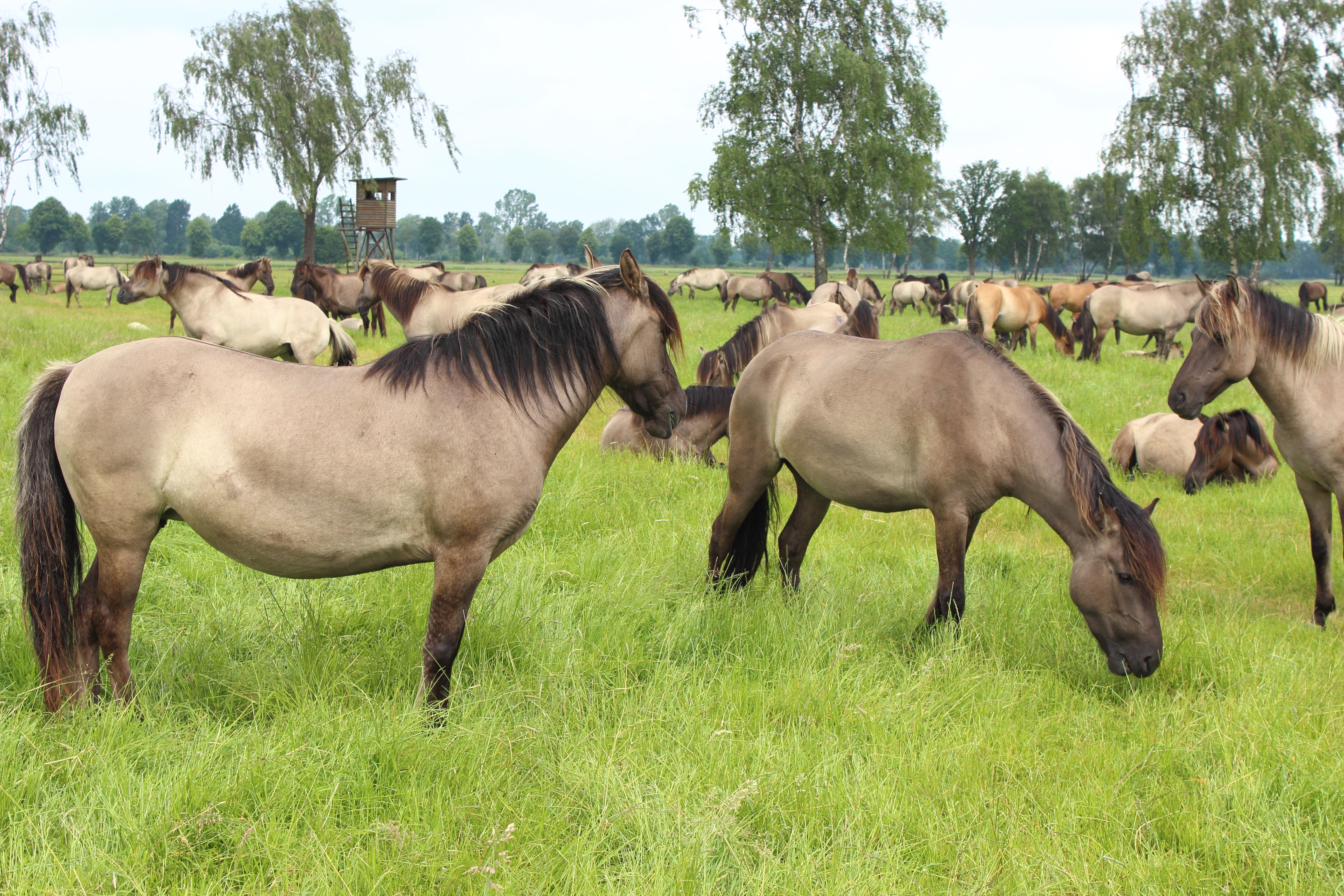 DÜLMENER WILDPFERDE – INMITTEN DER HERDE - Zauberhaftes Münsterland