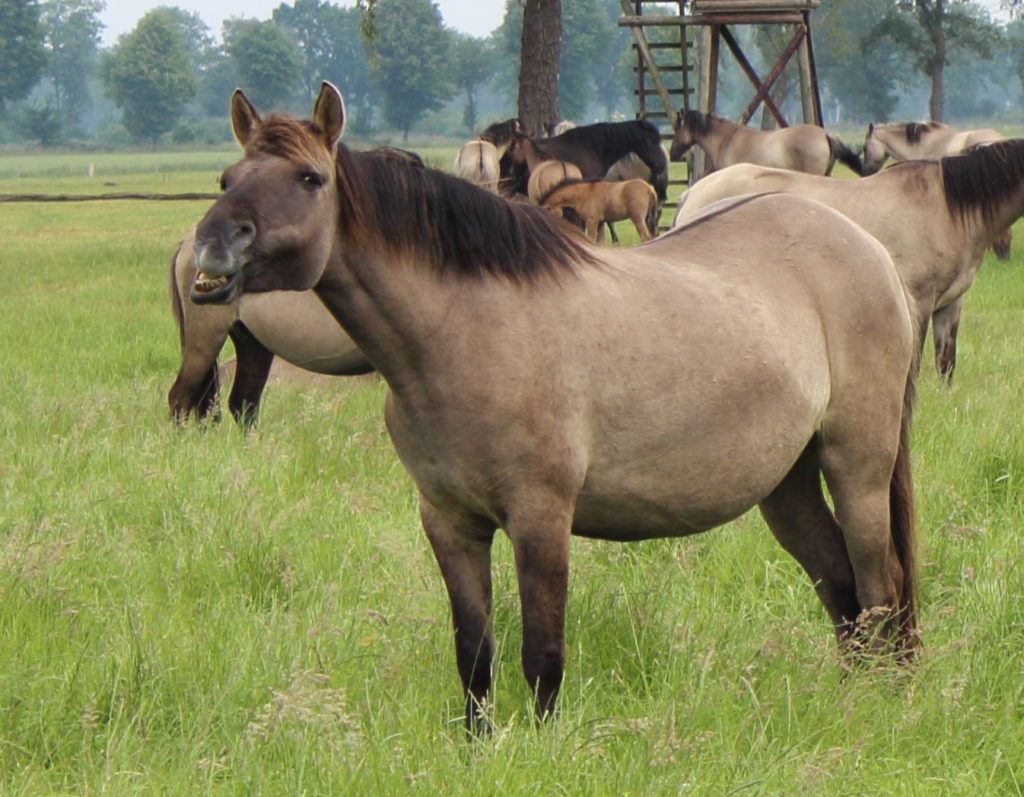 DÜLMENER WILDPFERDE – INMITTEN DER HERDE - Zauberhaftes Münsterland