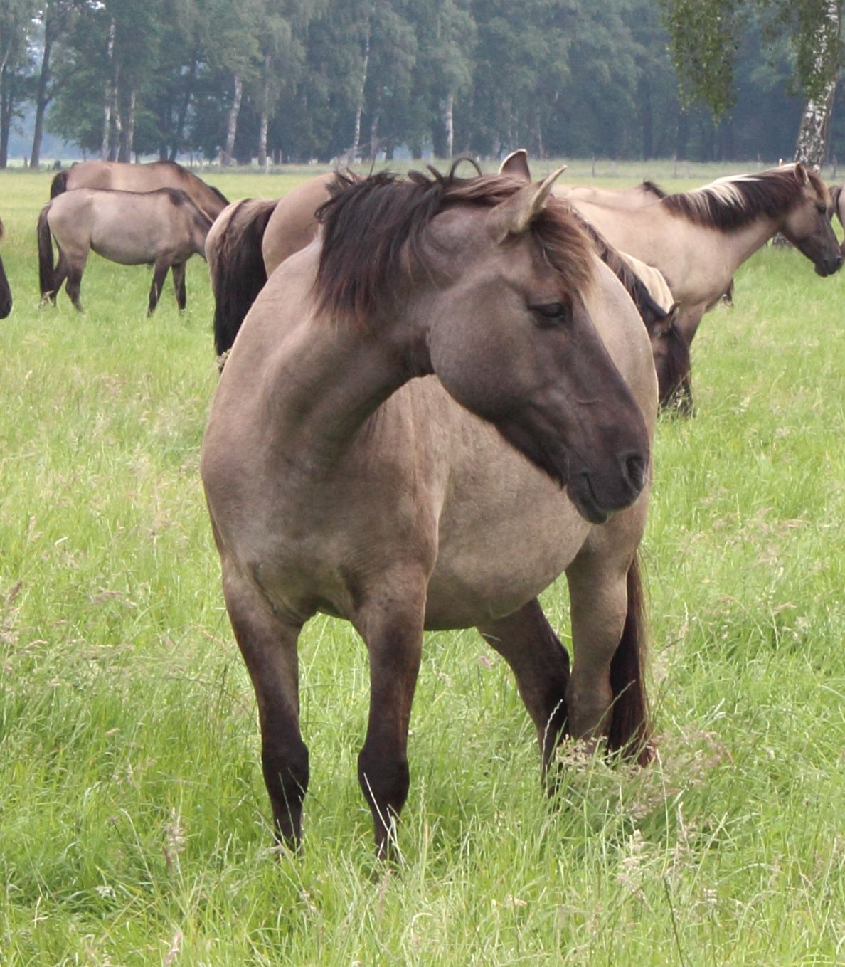 DÜLMENER WILDPFERDE – INMITTEN DER HERDE - Zauberhaftes Münsterland