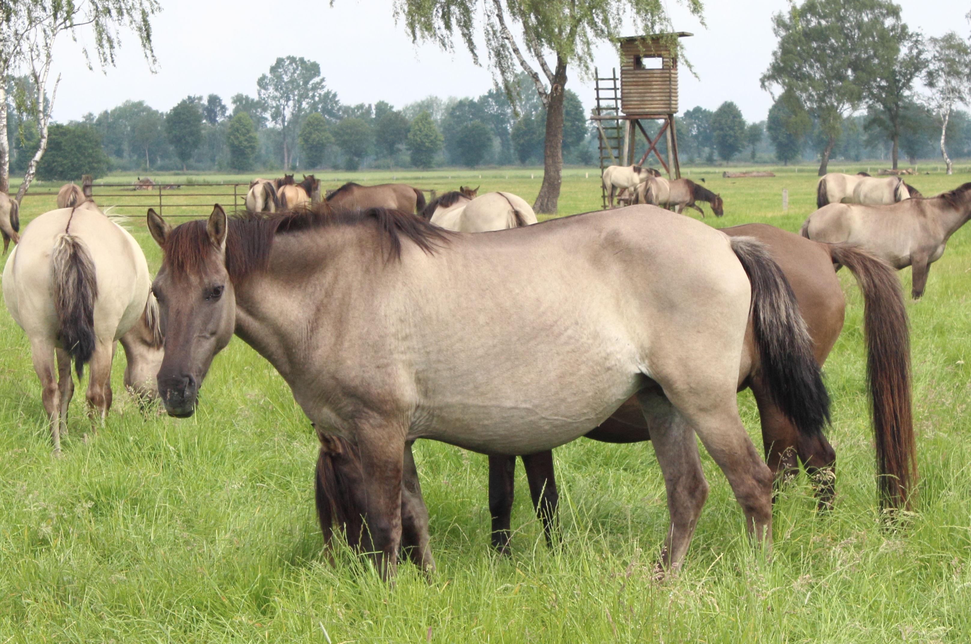 DÜLMENER WILDPFERDE – INMITTEN DER HERDE - Zauberhaftes Münsterland