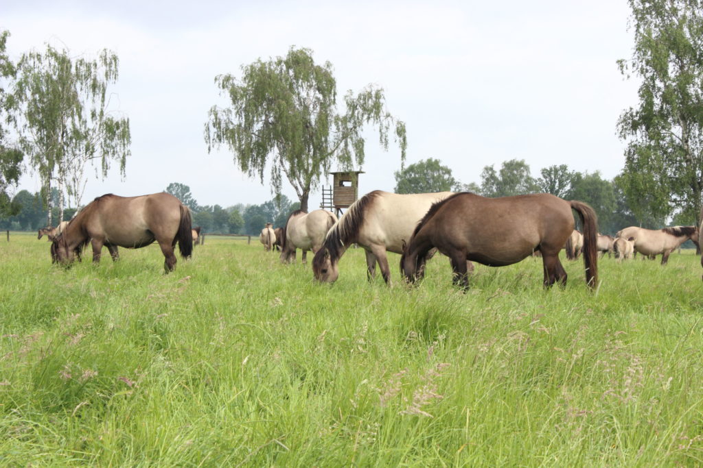 DÜLMENER WILDPFERDE – INMITTEN DER HERDE - Zauberhaftes Münsterland