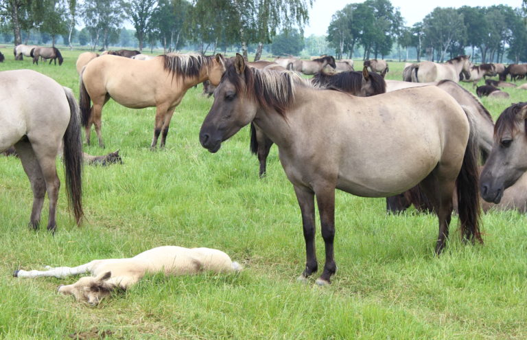 DÜLMENER WILDPFERDE – INMITTEN DER HERDE - Zauberhaftes Münsterland