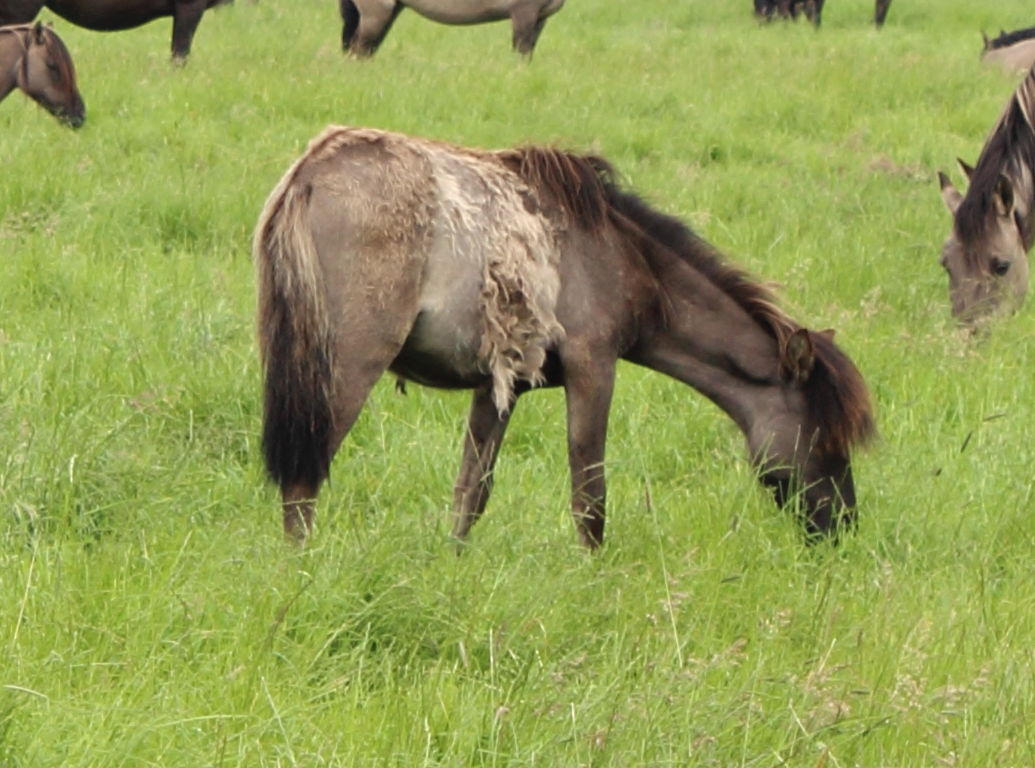 DÜLMENER WILDPFERDE – INMITTEN DER HERDE - Zauberhaftes Münsterland