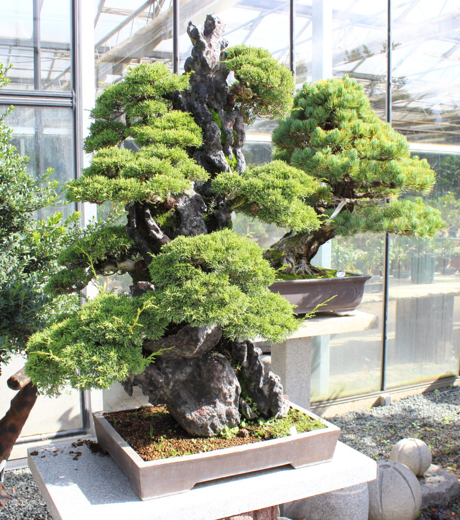 Bonsai Zentrum Mnsterland