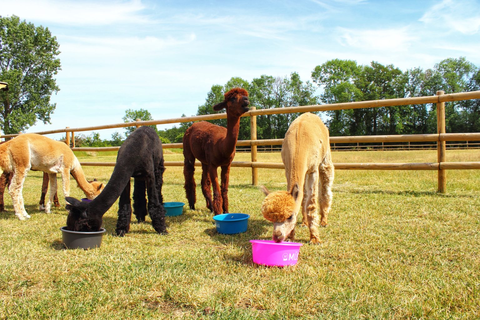 AUSZEIT MIT ALPAKA - Zauberhaftes Münsterland