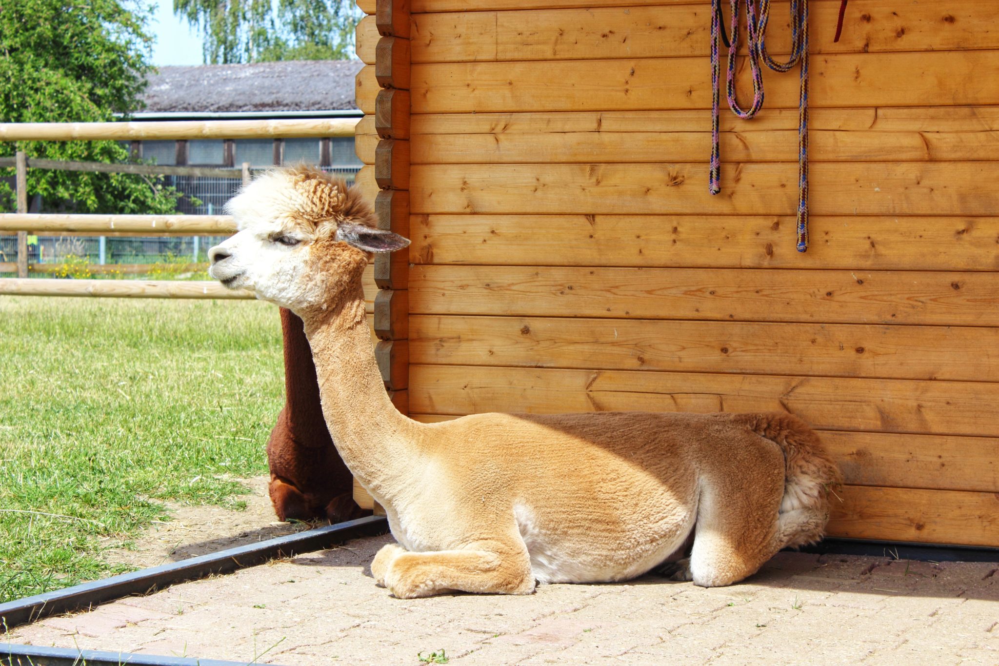 AUSZEIT MIT ALPAKA - Zauberhaftes Münsterland