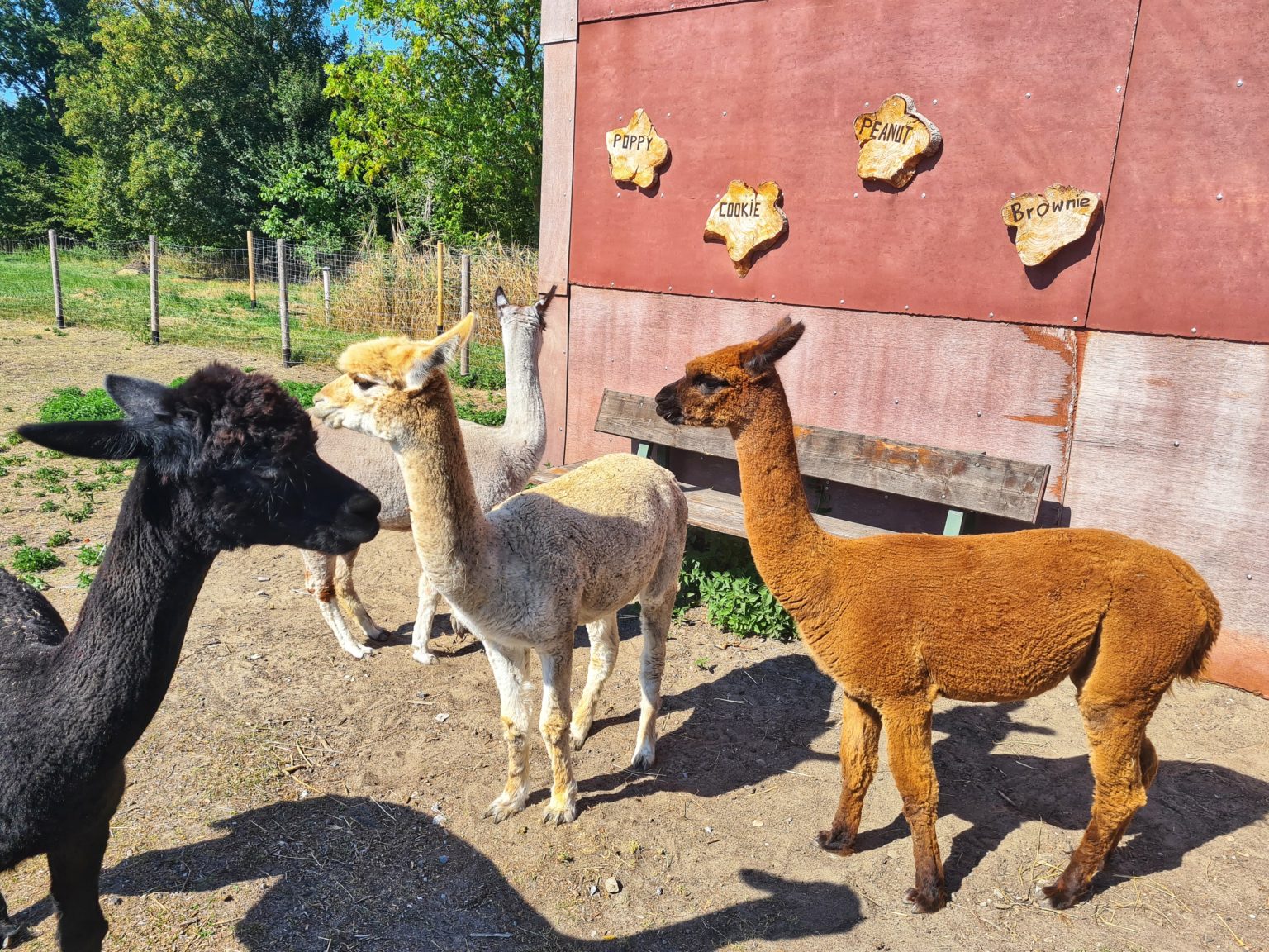 EIN AUSFLUG AUF DIE „ALPAKAFARM OELDE“ - Zauberhaftes Münsterland