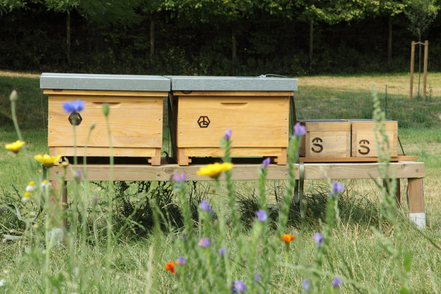 „GESAMMELT.NET“ – IMKER AUS LEIDENSCHAFT - Zauberhaftes Münsterland